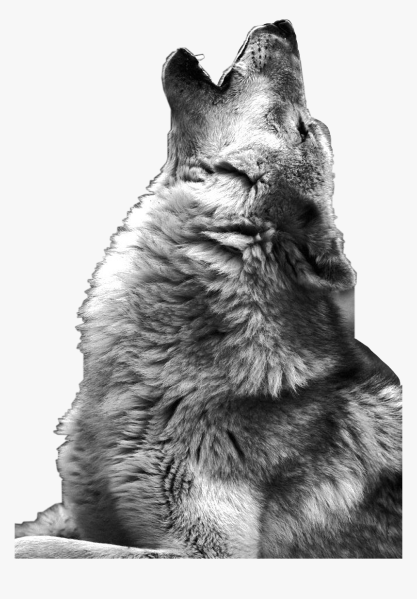 Wolf Howling Photography , Png Download - Howling Wolf, Transparent Png ...
