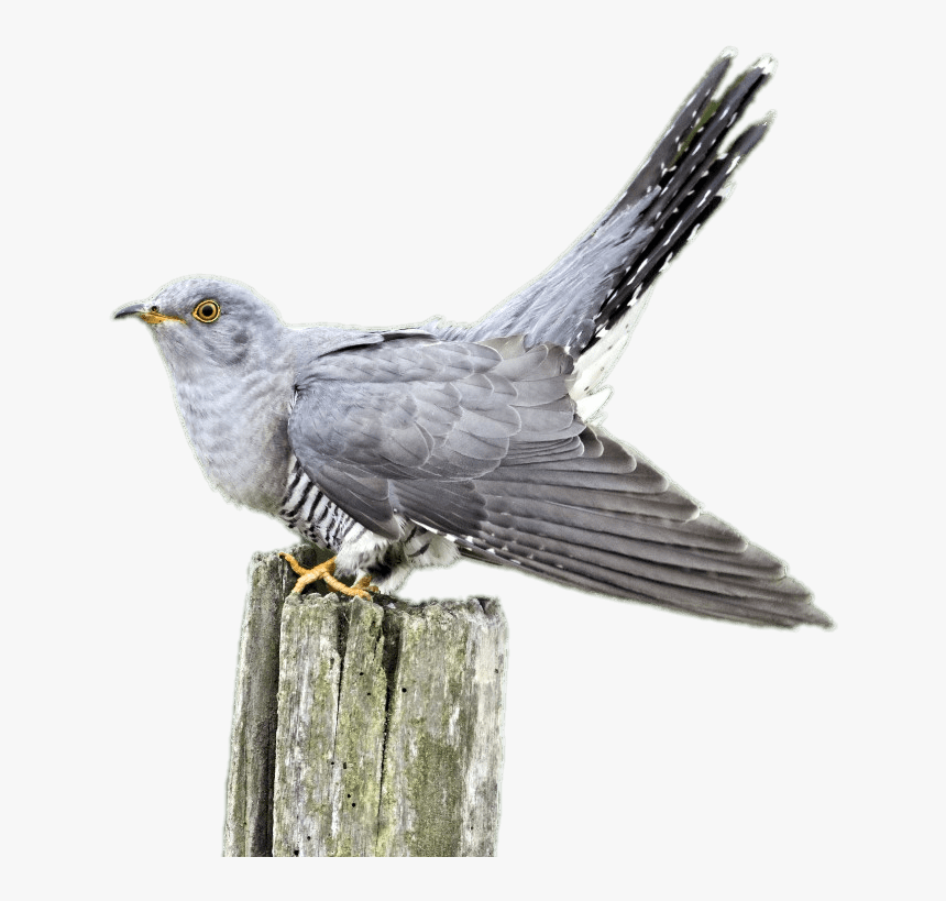 Cuckoo On A Wooden Pole - Cuckoo Png, Transparent Png , Transparent Png ...