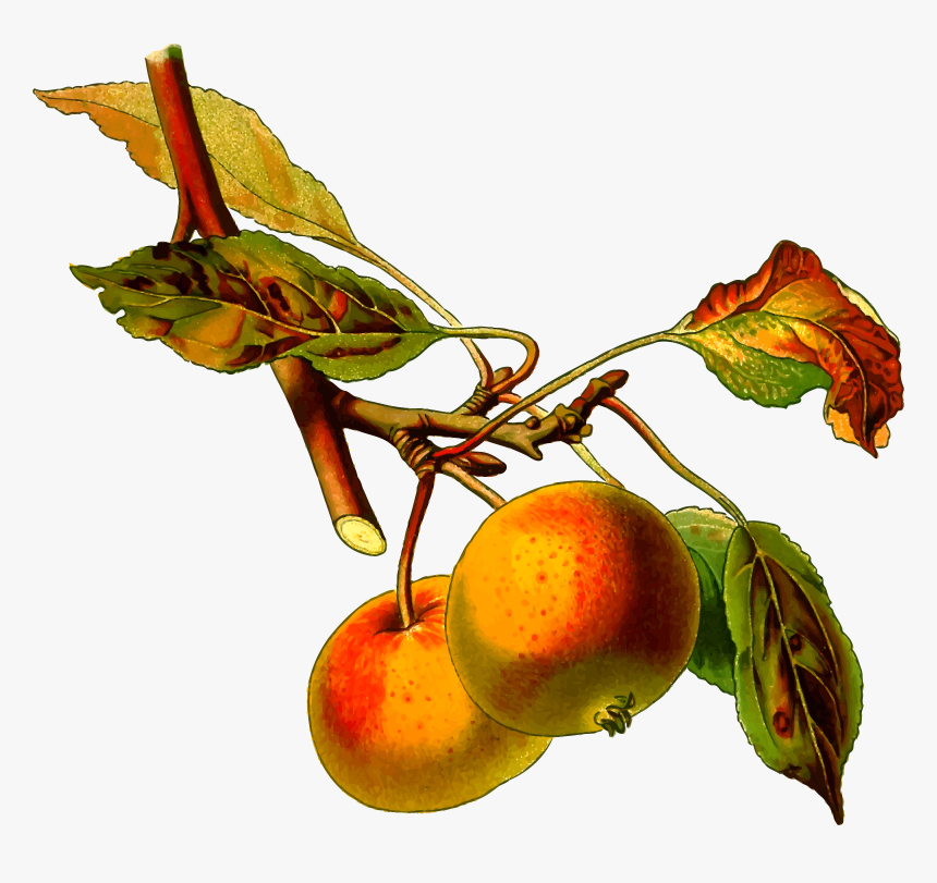 Apple Tree 2 - Apple Is Monocot Or Dicot, HD Png Download , Transparent ...