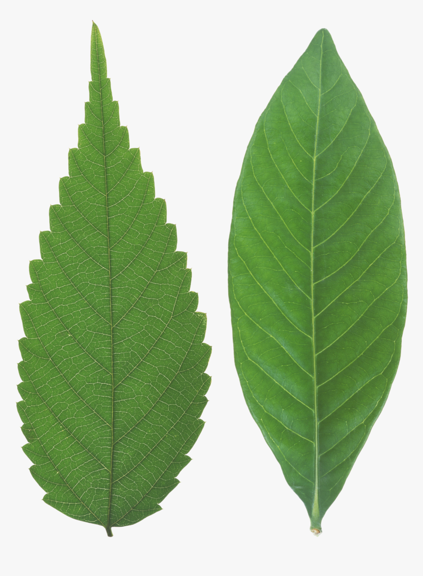 Green Leaf Png - Transparent Background Leaf Texture Png, Png Download ...