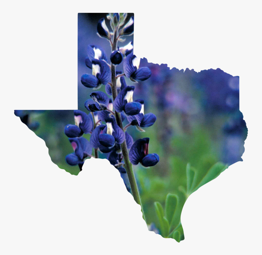 Texas - States That Have Banned Affirmative Action, HD Png Download ...