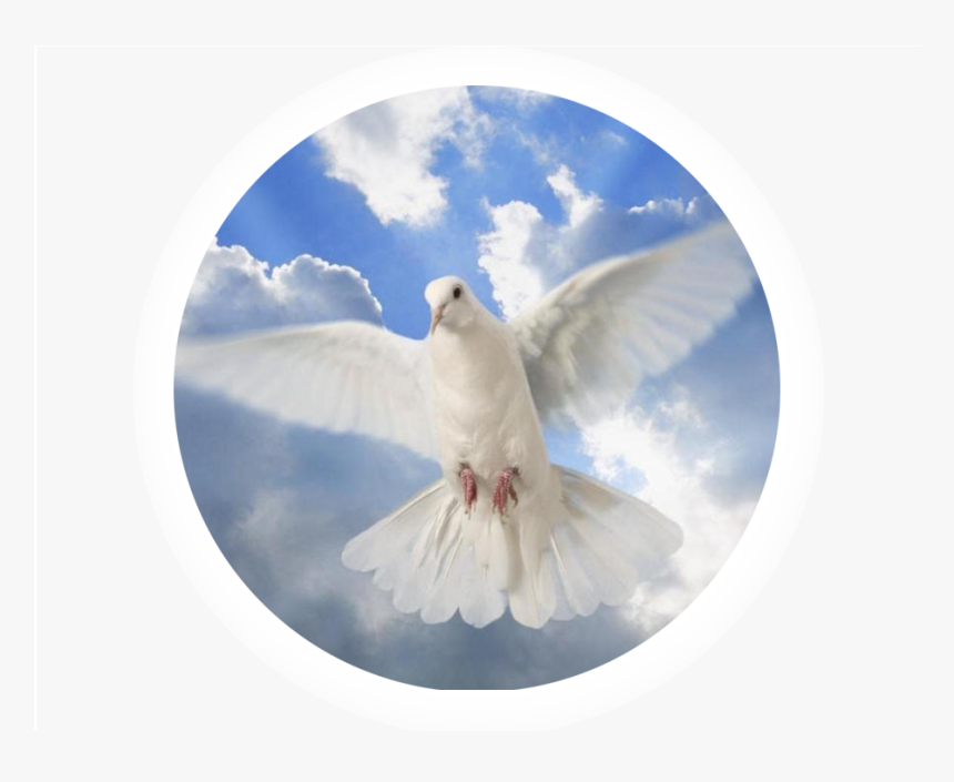 Holy Spirit Dove , Png Download - Brooding Dove, Transparent Png ...