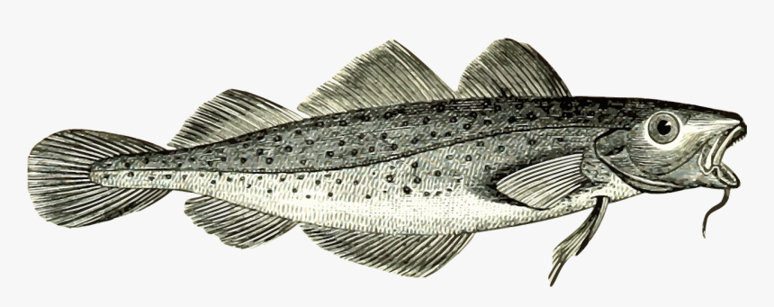 Cod Fish Png, Transparent Png , Transparent Png Image - PNGitem