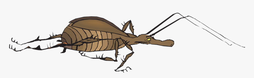 Antenna, Bug, Wings, Insect, Fast, Crawling, Antennae - Inseto Correndo ...