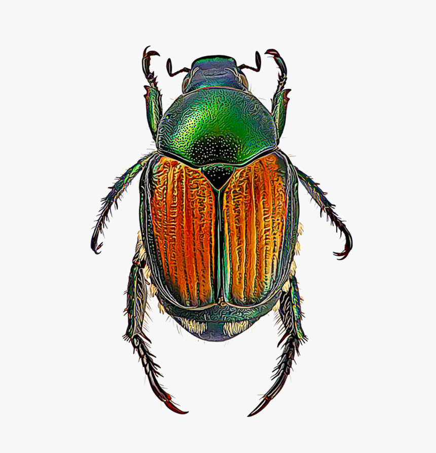 Beetle Insects, HD Png Download , Transparent Png Image - PNGitem