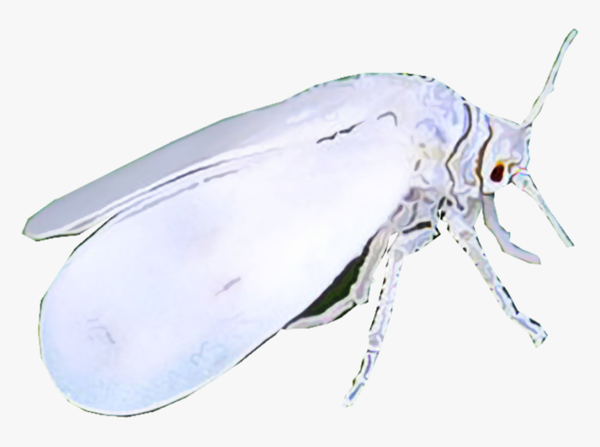 Illustration Of A Whitefly - White Flies Transparent, HD Png Download ...