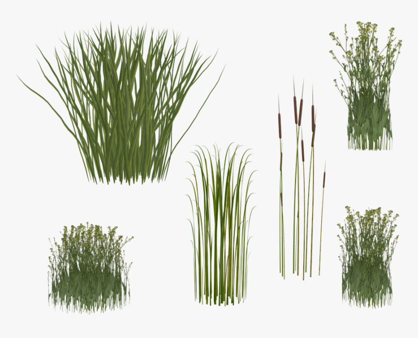 Reeds Png, Transparent Png , Transparent Png Image - PNGitem