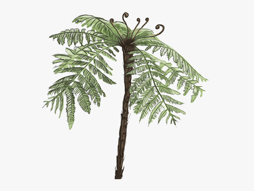 Tree Fern Png , Png Download - Tree Fern Png, Transparent Png ...