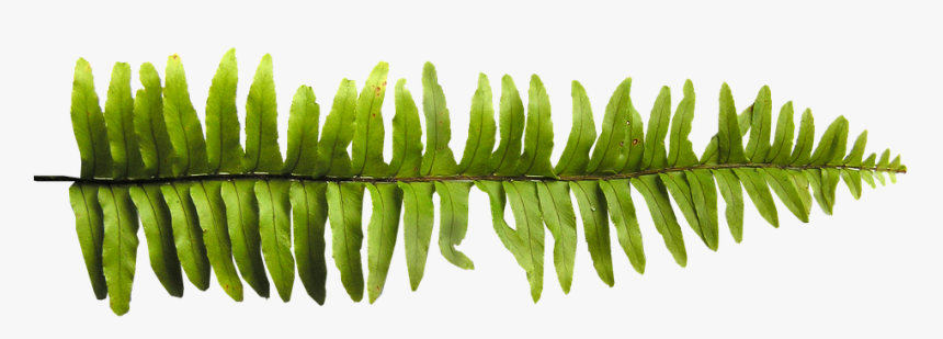 Fern, Leaf, Plant - Fern Leaves Fern Textures, HD Png Download ...