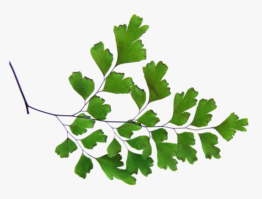 Terrarium Drawing Moss Fern - Maidenhair Fern Line Drawing, HD Png ...