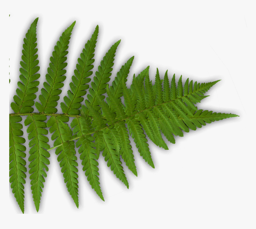 Transparent Fern Png - Fern, Png Download , Transparent Png Image - PNGitem