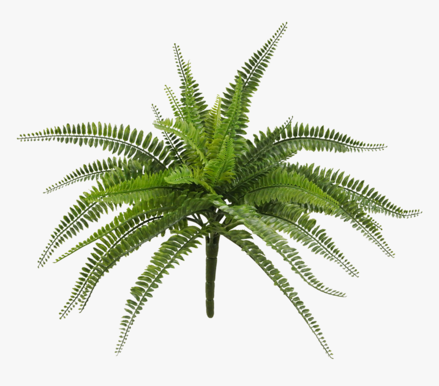 20 - Fern, HD Png Download , Transparent Png Image - PNGitem