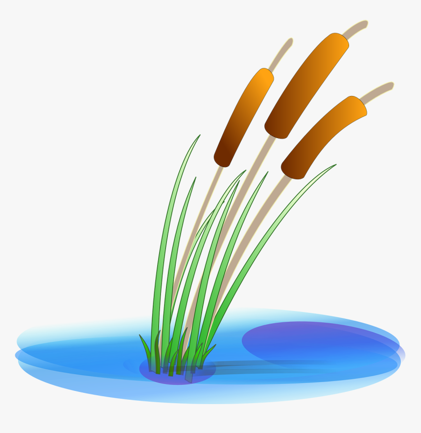 Reed Png Clip Arts - Reed Clipart, Transparent Png , Transparent Png ...