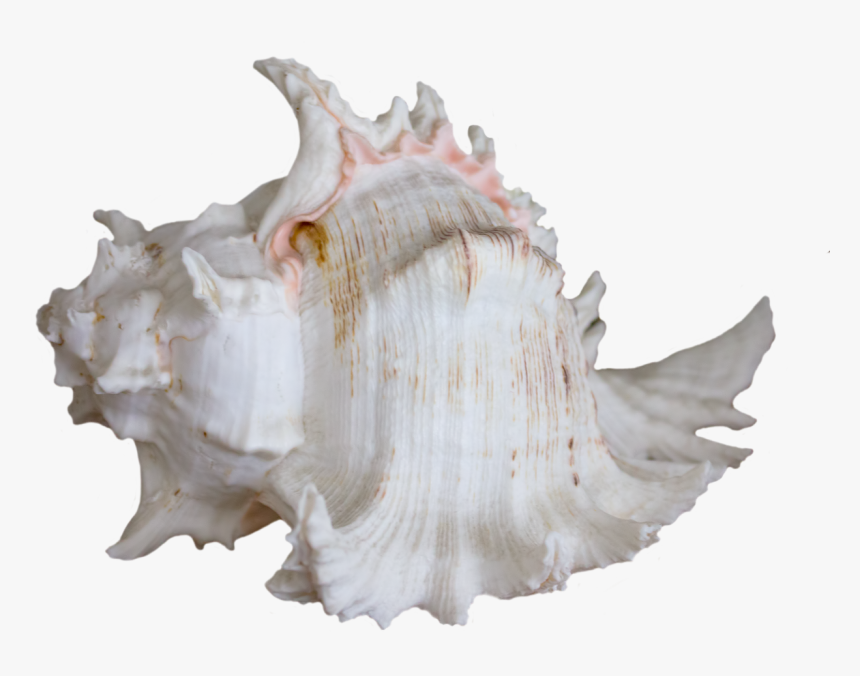 White Shell Png, Transparent Png , Transparent Png Image - PNGitem