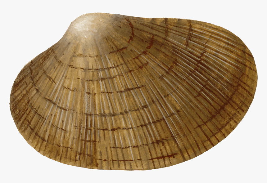 Baltic Clam, HD Png Download , Transparent Png Image - PNGitem