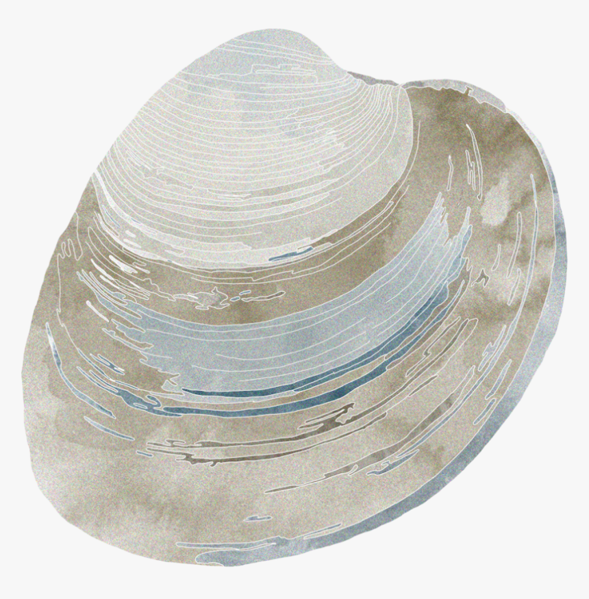 Baltic Clam, HD Png Download , Transparent Png Image - PNGitem