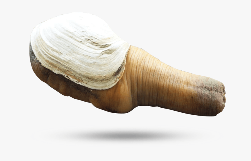 Geoduck Clams - Geoduck Clam, HD Png Download , Transparent Png Image ...