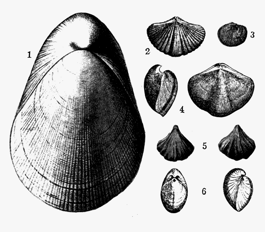 Transparent Sea Shells Png - Baltic Clam, Png Download , Transparent ...