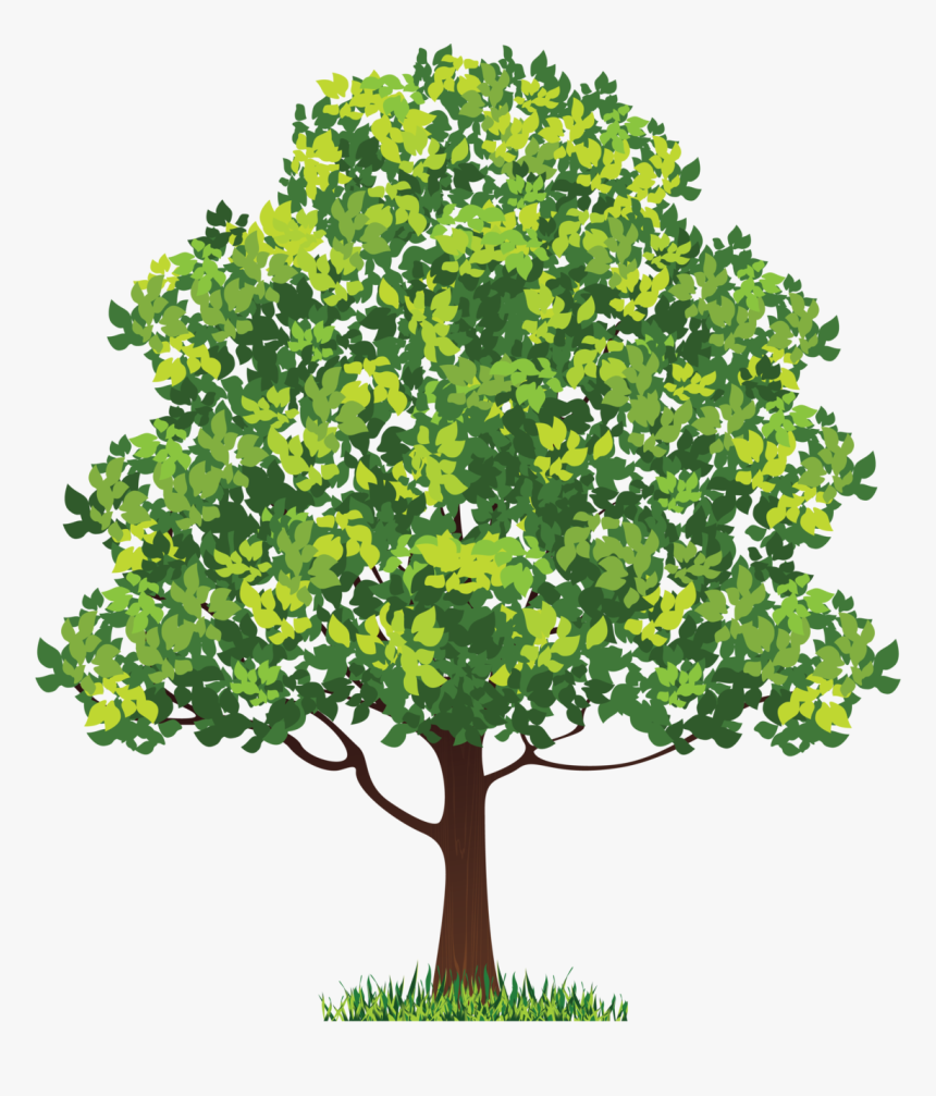 Neem Tree Clip Art - Neem Tree Clipart, HD Png Download , Transparent ...