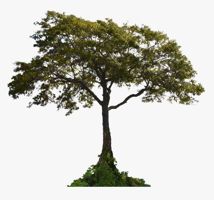 Transparent Landscaping Clipart Tree - Tree With Root Png, Png Download ...