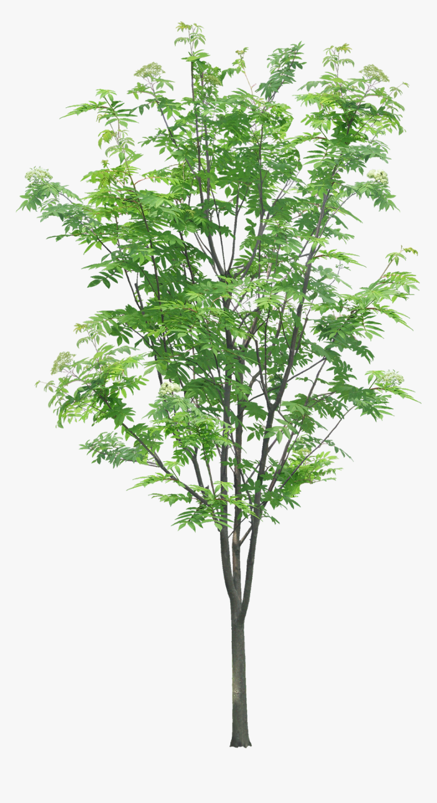 Transparent Tree Branches Png - Tree Branch Texture Png, Png Download ...