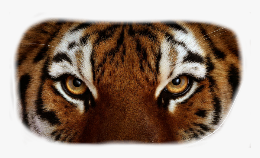 Tiger Eyes Png - Close Up Tiger Eyes, Transparent Png , Transparent Png ...
