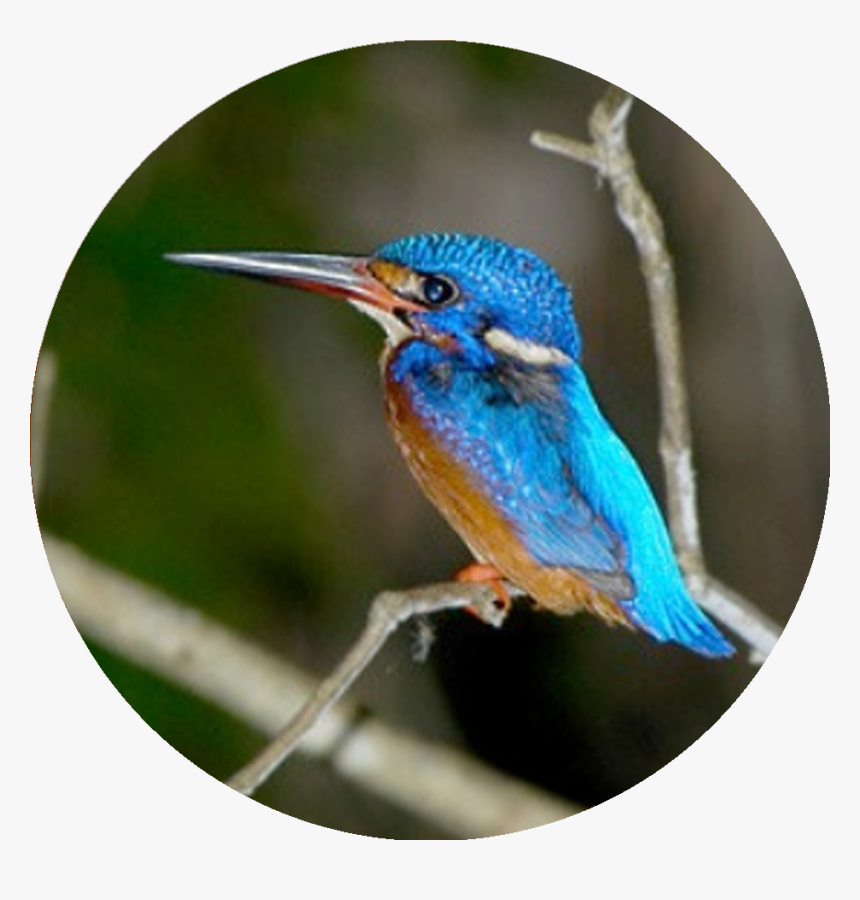 Coraciiformes, HD Png Download , Transparent Png Image - PNGitem