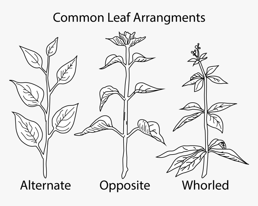 A Picture Of Different Types Of Leaf - Leaf Arrangement, HD Png ...