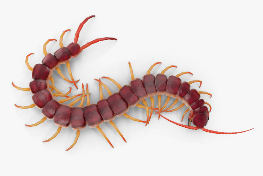 Centipede Transparent, HD Png Download , Transparent Png Image - PNGitem