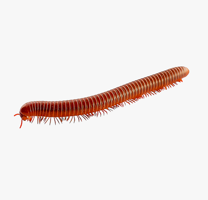 Millipede Png, Transparent Png , Transparent Png Image - PNGitem