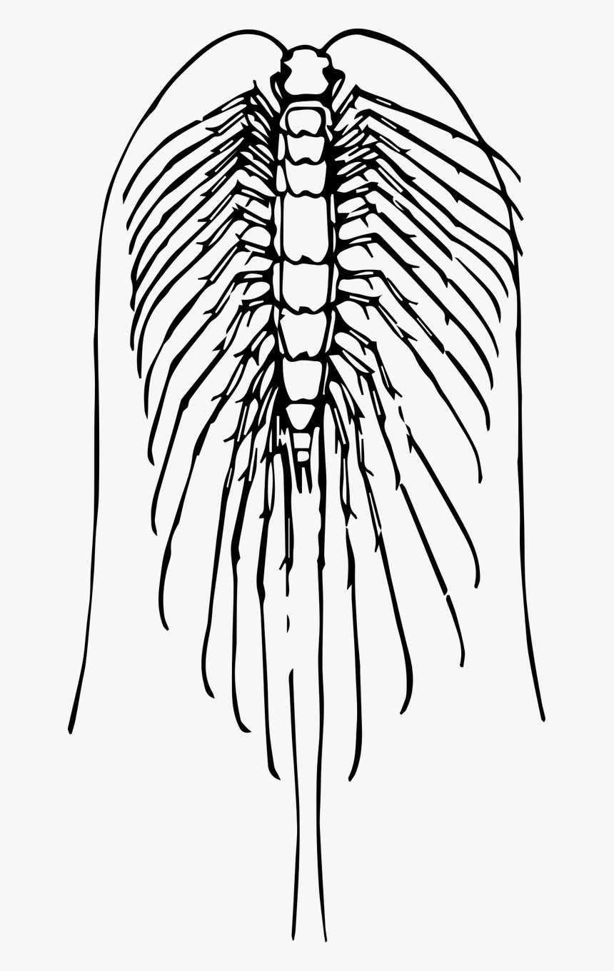 Animal Bug Centipede Free Picture - Insectes Sorte De Mille Patte, HD ...