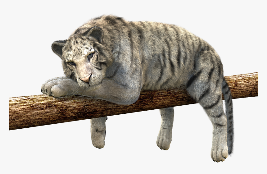Earth Tiger Feng Shui, HD Png Download , Transparent Png Image - PNGitem