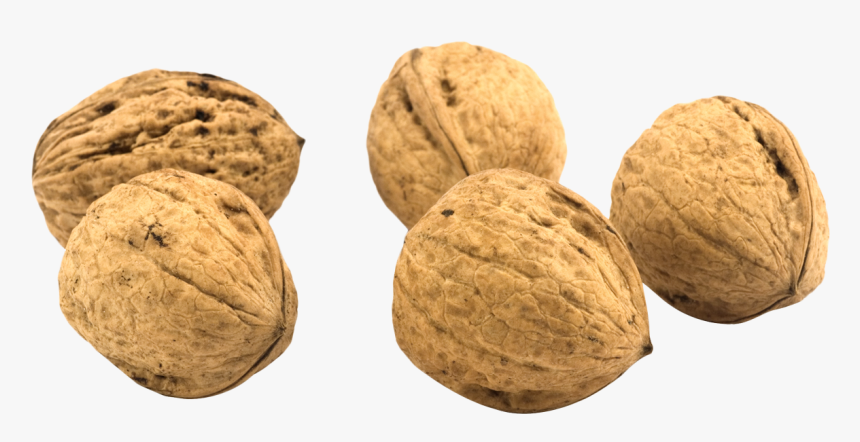 Walnut - 2 Walnuts Png, Transparent Png , Transparent Png Image - PNGitem