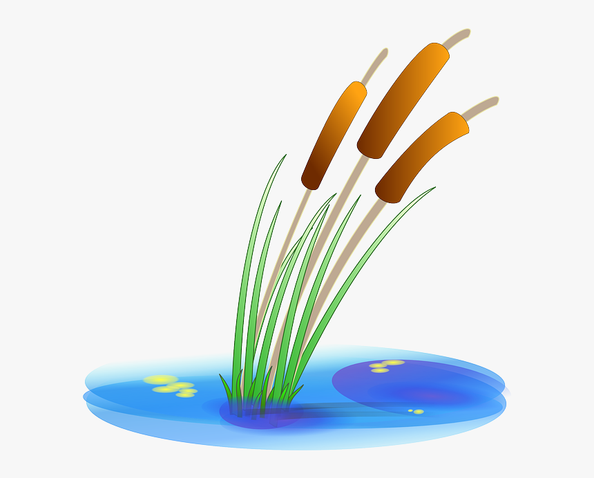 Download Hd Water Plants - Pond Clipart, HD Png Download , Transparent ...