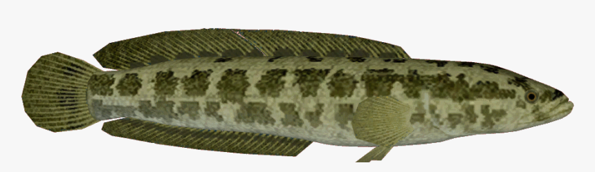 Northernsnakehead - Northern Snakehead Fish Transparent Background, HD ...