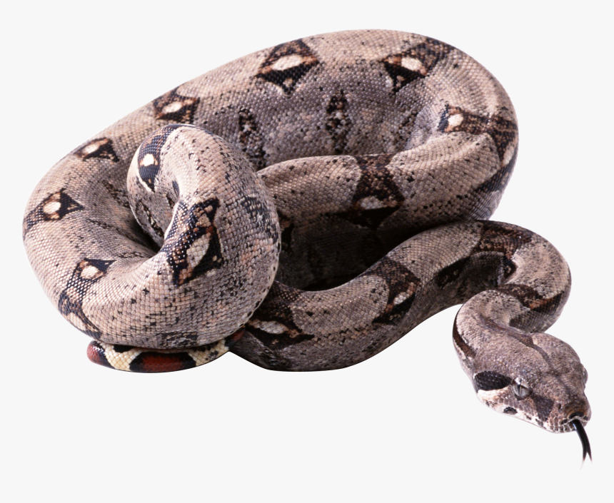 Transparent Snake - Python Snake Png, Png Download , Transparent Png ...