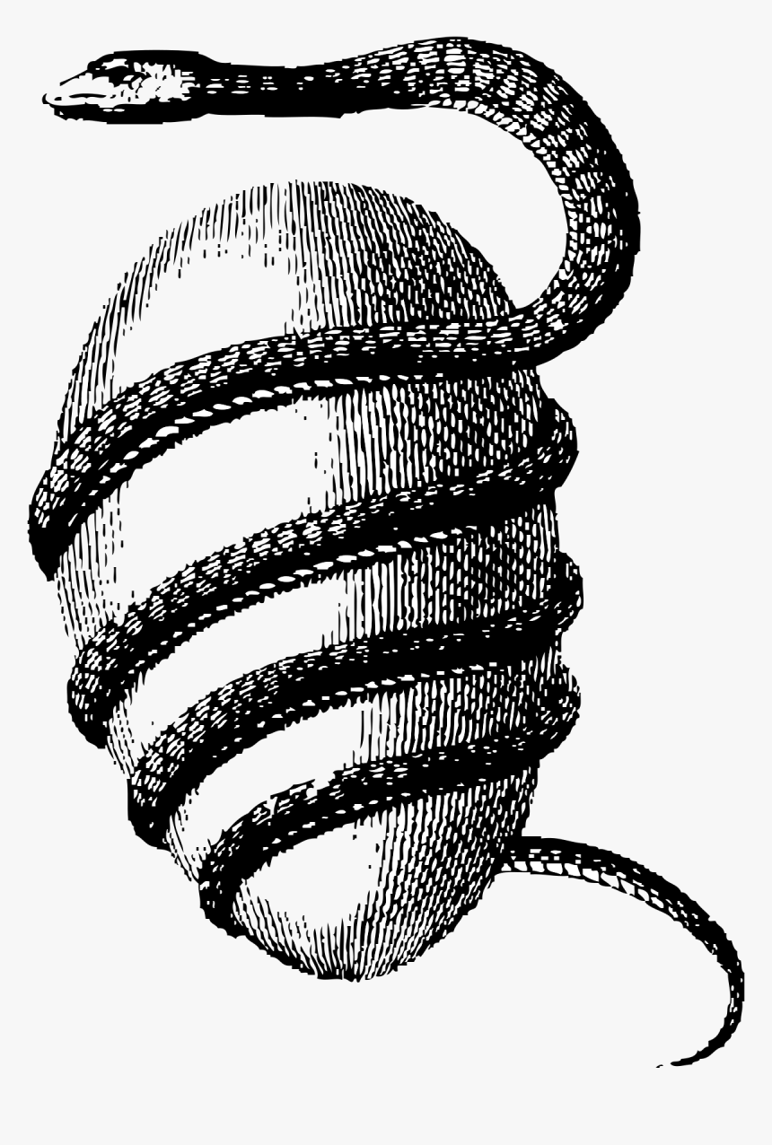 Orphic Egg, HD Png Download , Transparent Png Image - PNGitem