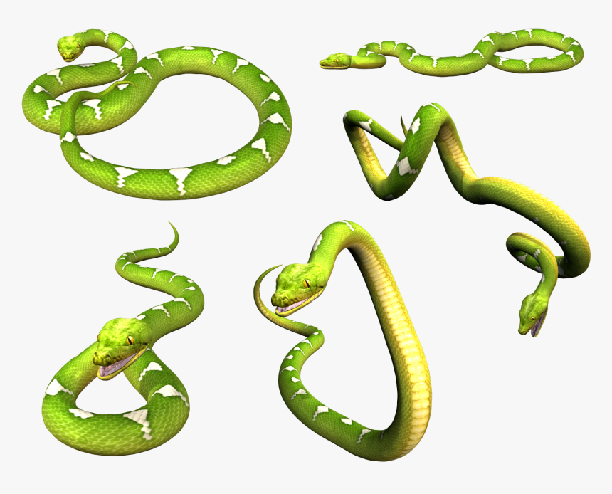 Snake Png Image Picture Download Free - Portable Network Graphics ...