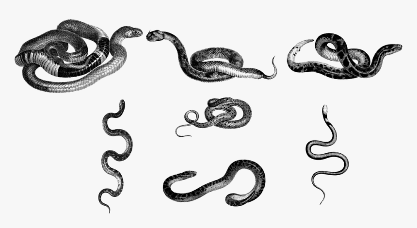 Snakes, Animals, Line Art, Serpents, Vipers, Vintage - Python, HD Png ...