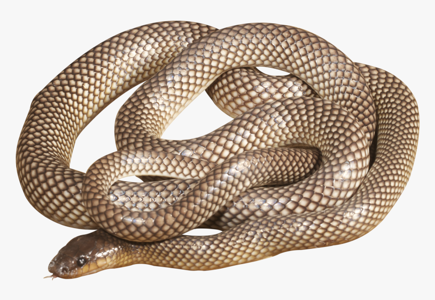 Eastern Brown Snake, HD Png Download , Transparent Png Image - PNGitem