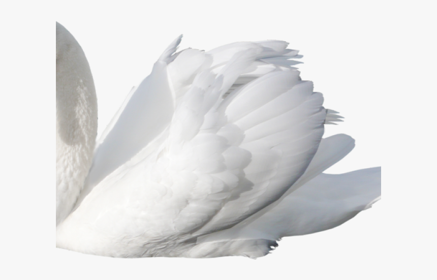 Swan Png Transparent Images - Swan On White Background, Png Download ...