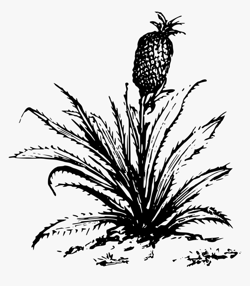 Pineapple Plant Drawing