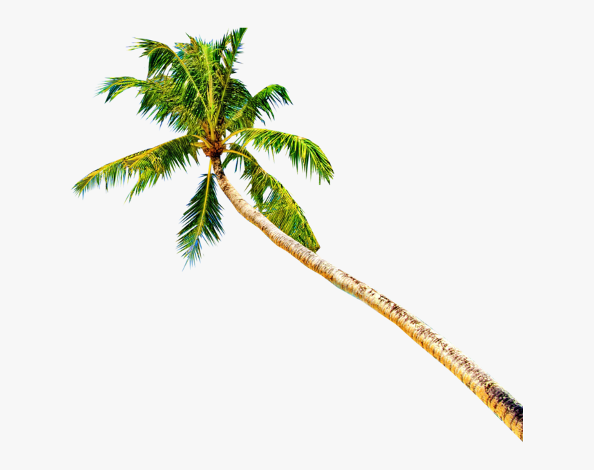 Official Psd Coconut Tree, HD Png Download , Transparent Png Image ...