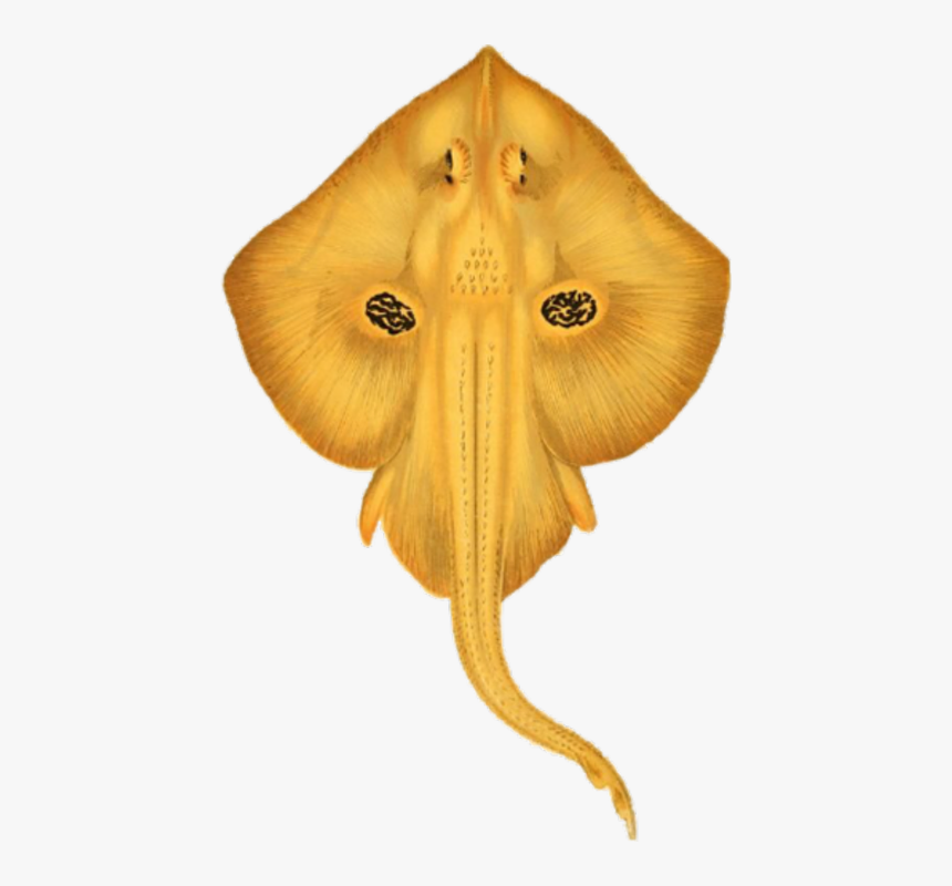 Fish Transparent Yellow Sand Vintage Animal Ocean - Vintage Fish Png ...