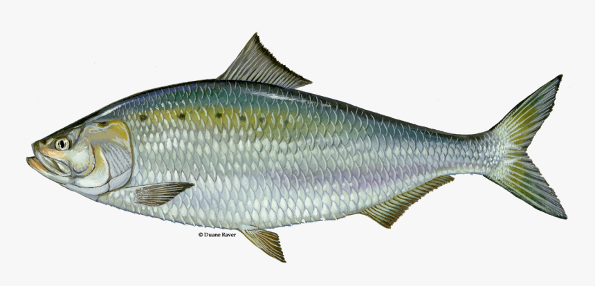 Illustration Of An American Shad - Draw A American Shad, HD Png ...