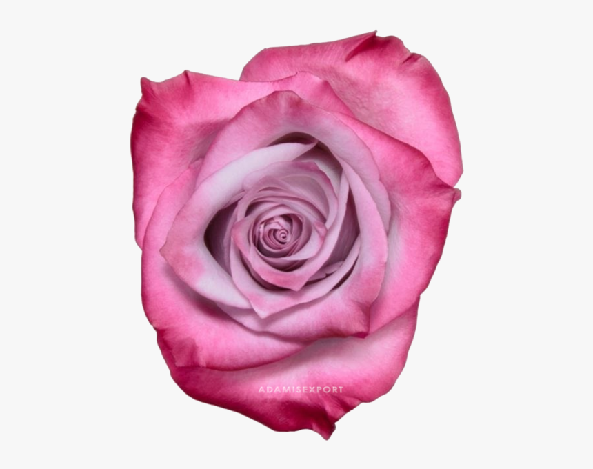Purple Roses Png, Transparent Png , Transparent Png Image - PNGitem
