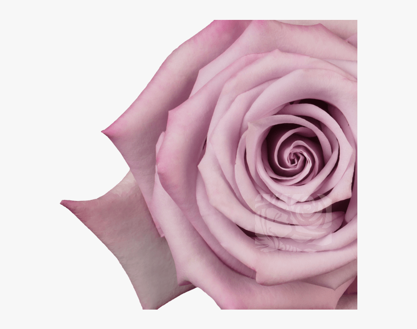 Lavender Roses - Floribunda - Floribunda, HD Png Download , Transparent ...
