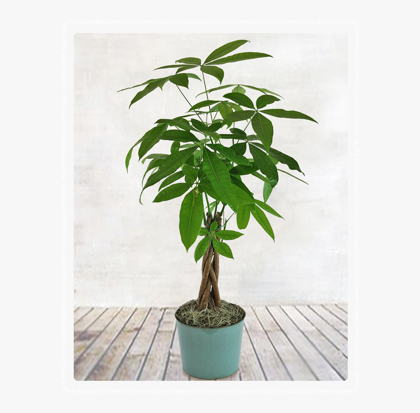 Money Tree Plant, HD Png Download , Transparent Png Image - PNGitem