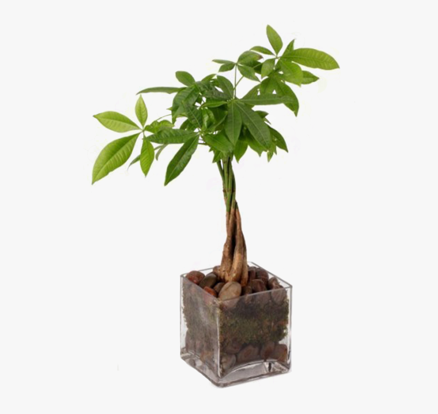 Money Tree Plant Transparent, HD Png Download , Transparent Png Image ...