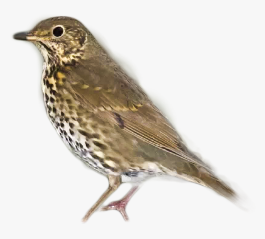 Thrush Png Image - Song Thrush Song, Transparent Png , Transparent Png ...